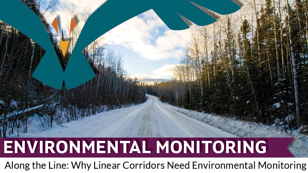 Along the Line: Why Linear Corridors Need Environmental Monitoring