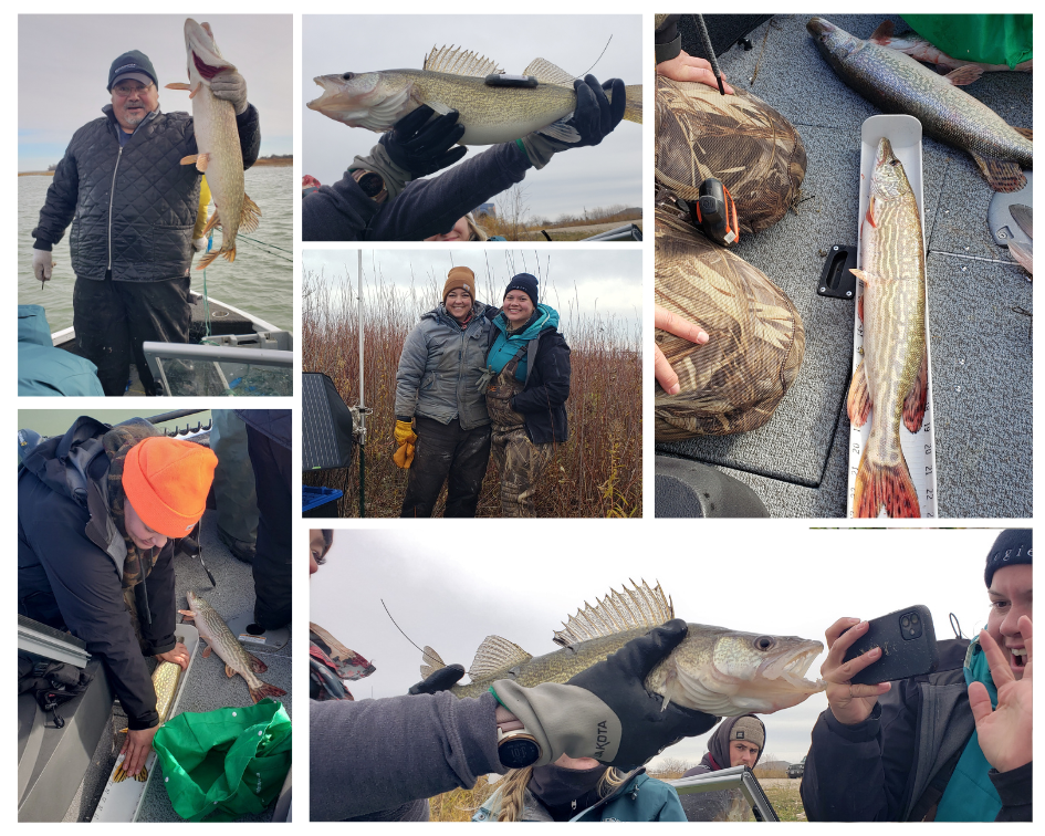 Protecting what Matters: Fish Telemetry Tagging with the Manitoba Métis ...