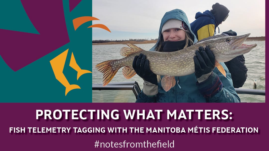 Protecting what Matters: Fish Telemetry Tagging with the Manitoba Métis ...