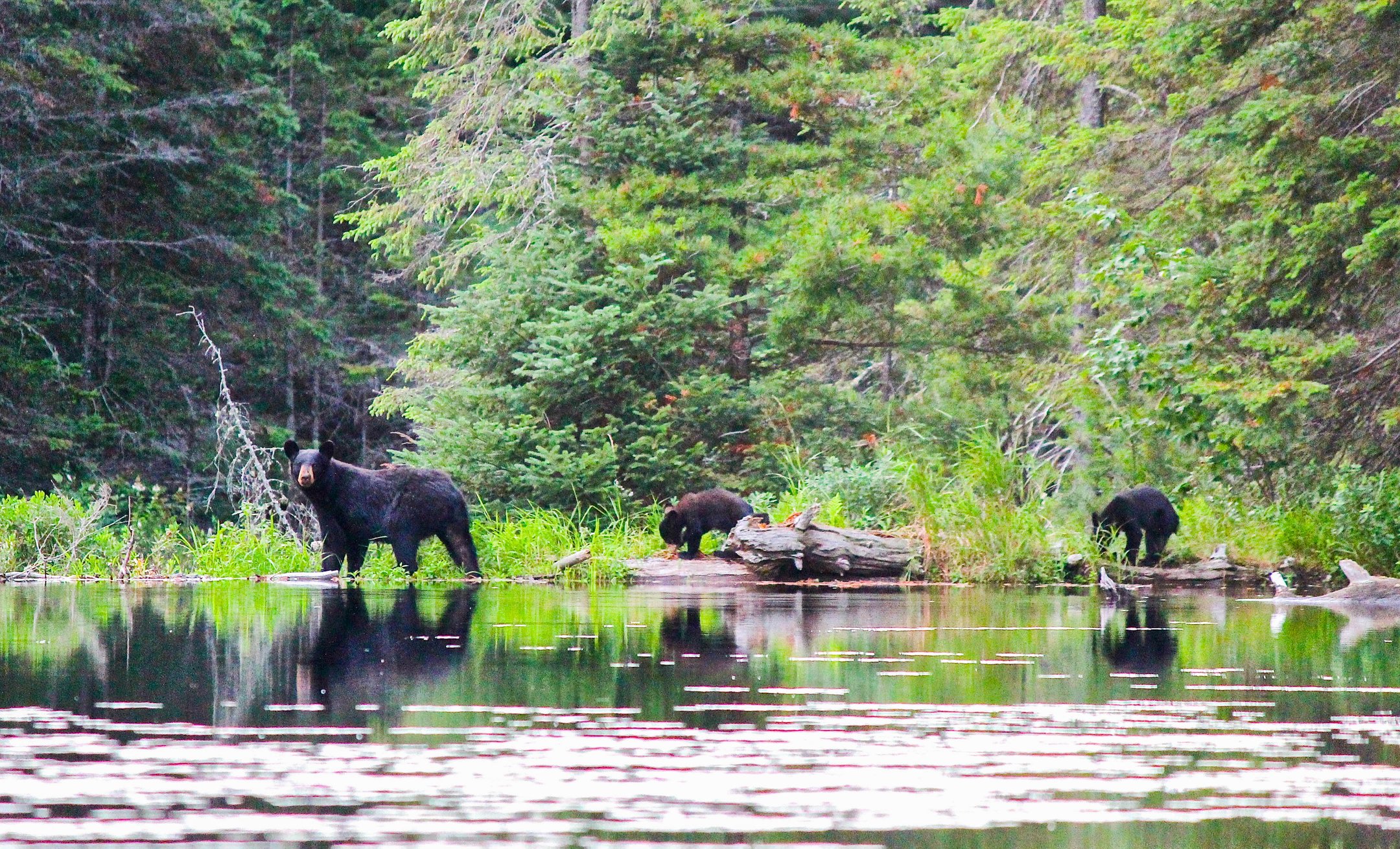 Eight Ways GIS is Helping Shawanaga First Nation Establish its IPCA